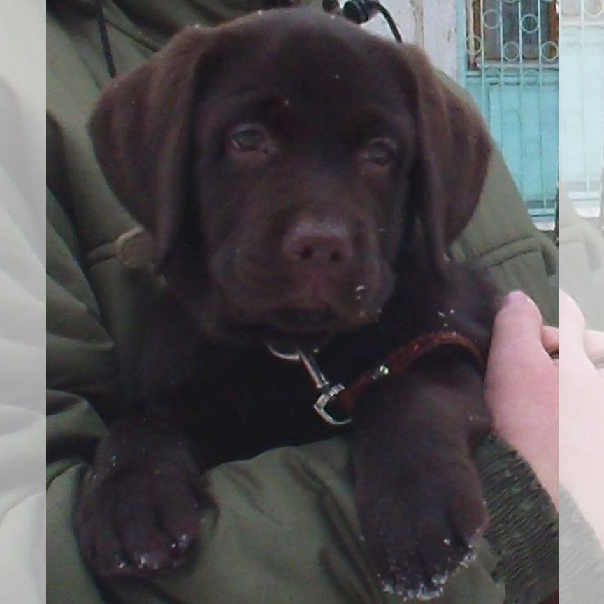 Лабрадор-ретривер, щенок