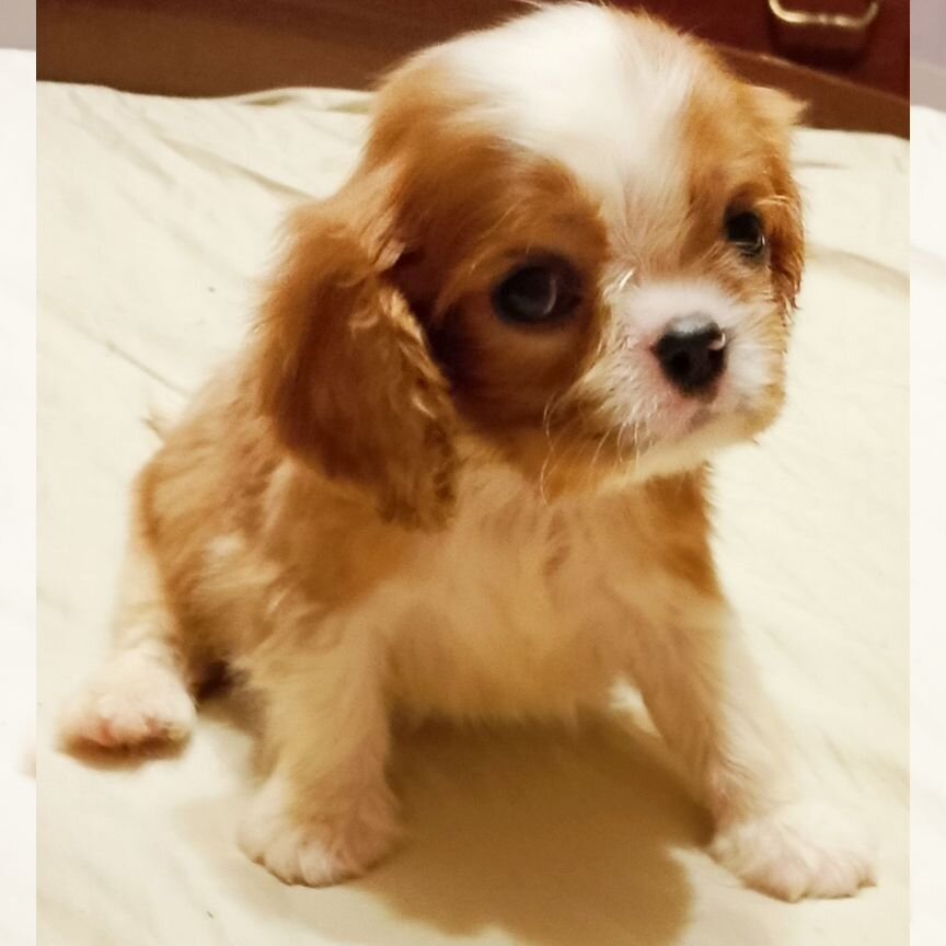 Кавалер кинг-чарльз-спаниель, щенок