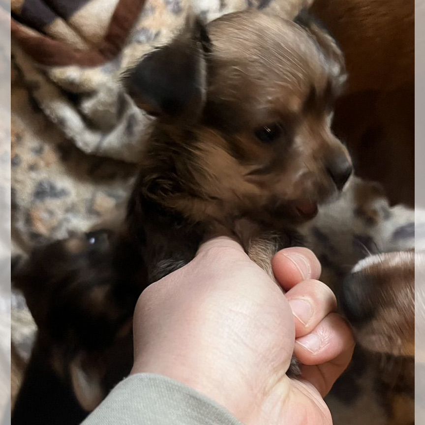 Щенок помесь йорка