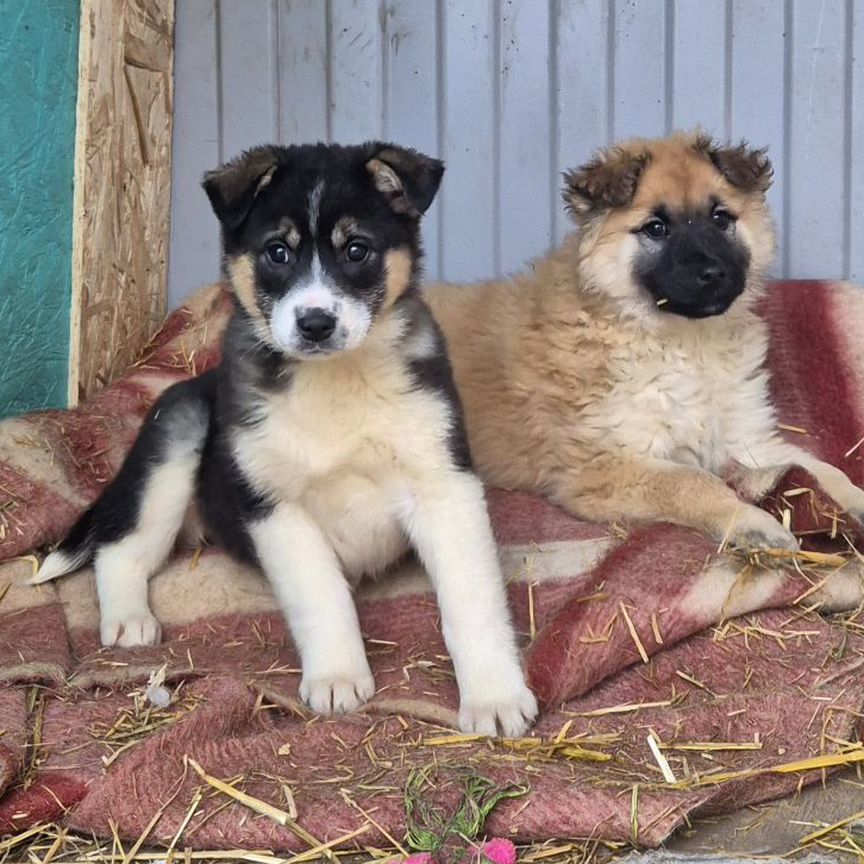Щенок в добрые руки