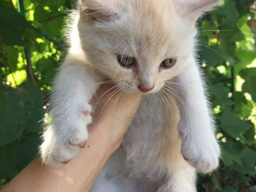 Отдам котят в добрые руки