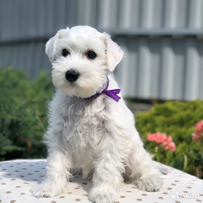 Белоснежные Ангелочки