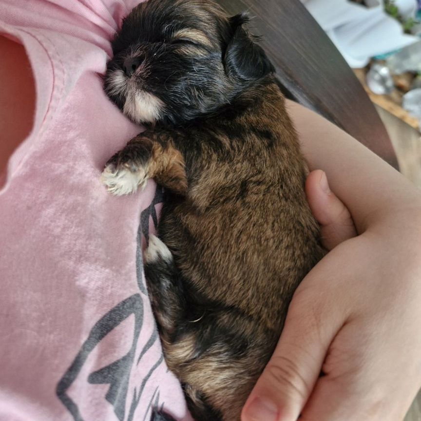 Ши-тцу, щенок