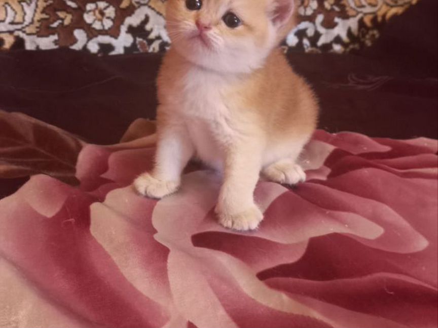 В продажу Шотландские котята