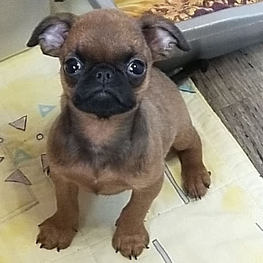 Пти-брабансон, щенок