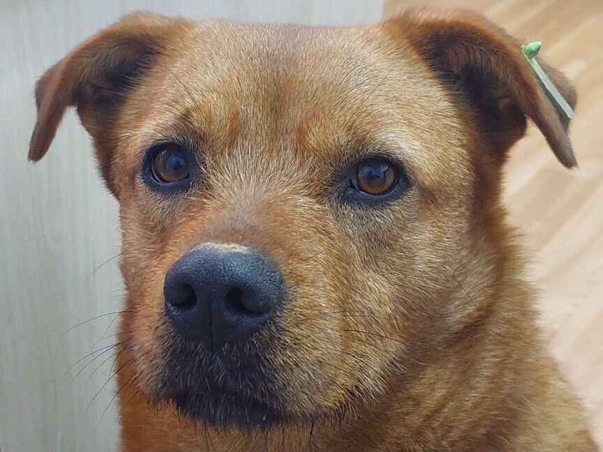 Собака в добрые руки отдам бесплатно