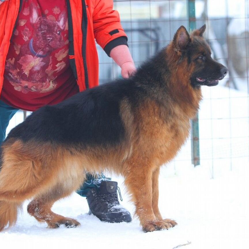 Взрослый кобель 20 месяцев