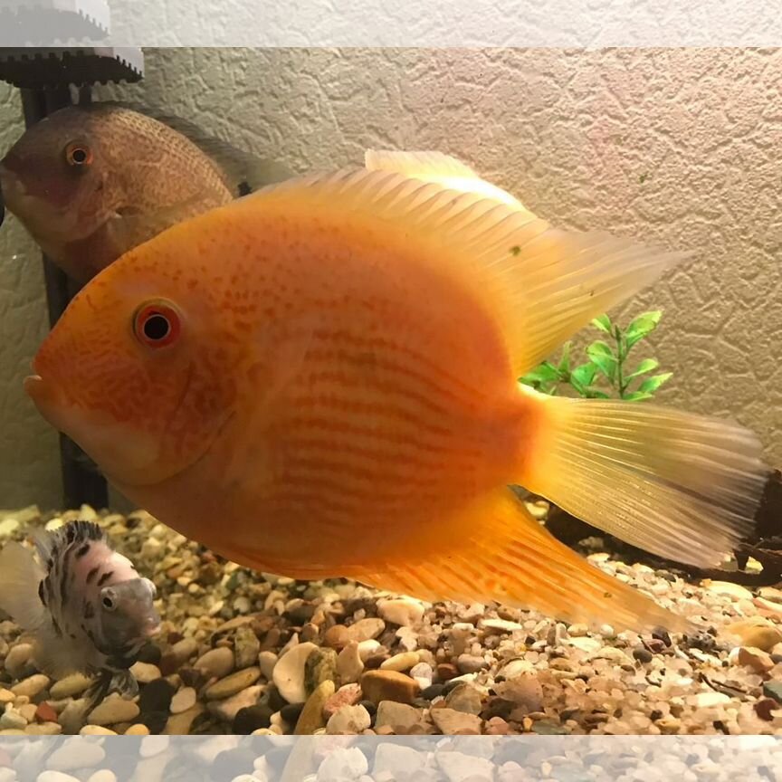 Северум красноточечный