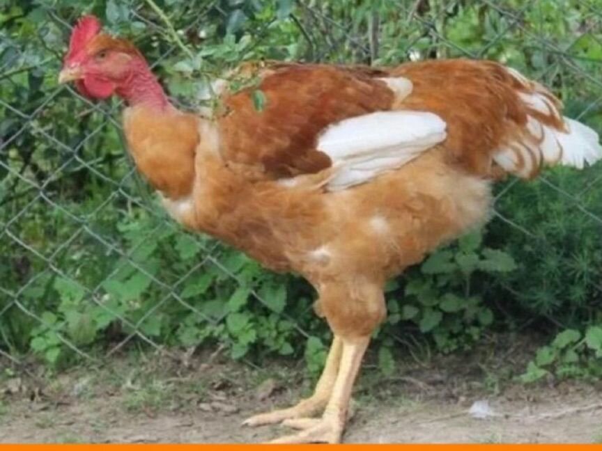 Цыплята цветной бройлер голошейка, редбро