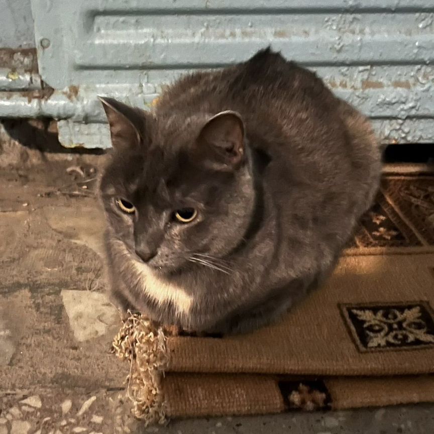 Беременная кошка ищет дом