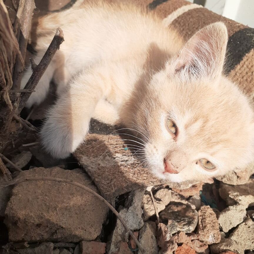 Дам котят (котёнка) в добрые руки