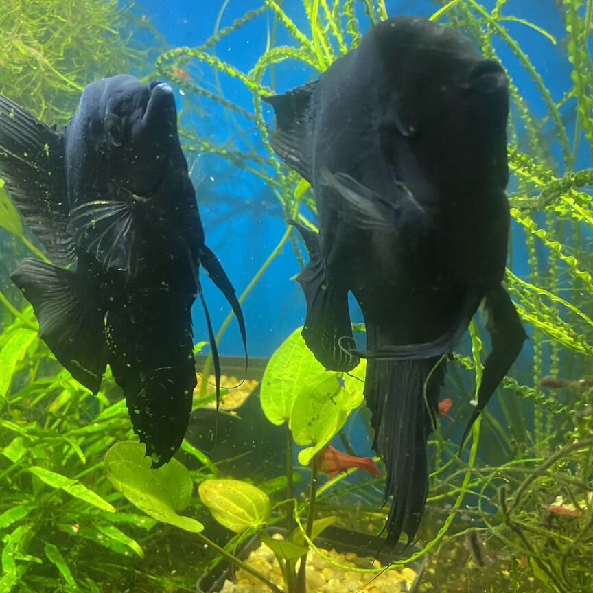 Меняю скалярию мальчика на девочку