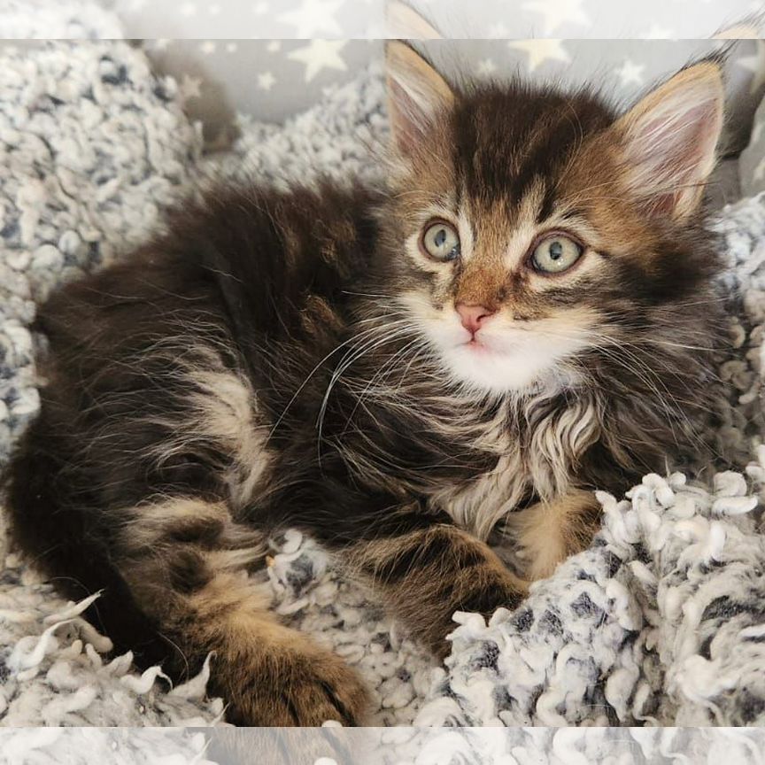 Котенок мальчик 2 месяца