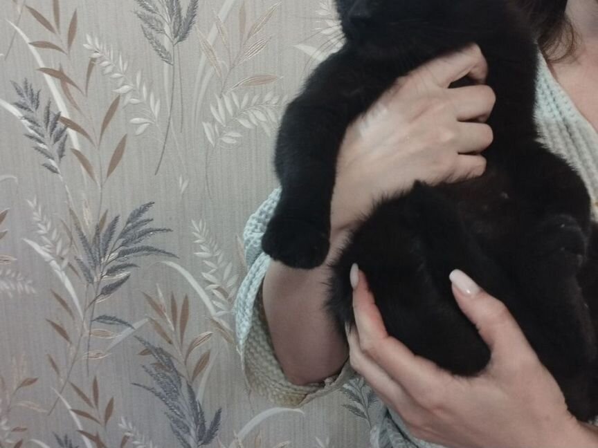 Бесплатно ласковый котик ищет дом