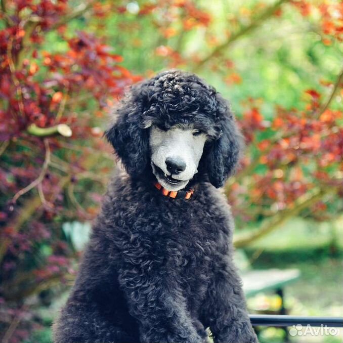 Королевский пудель