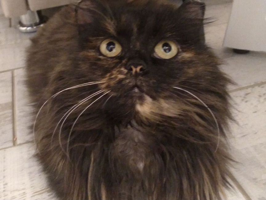 Сибирская кошечка