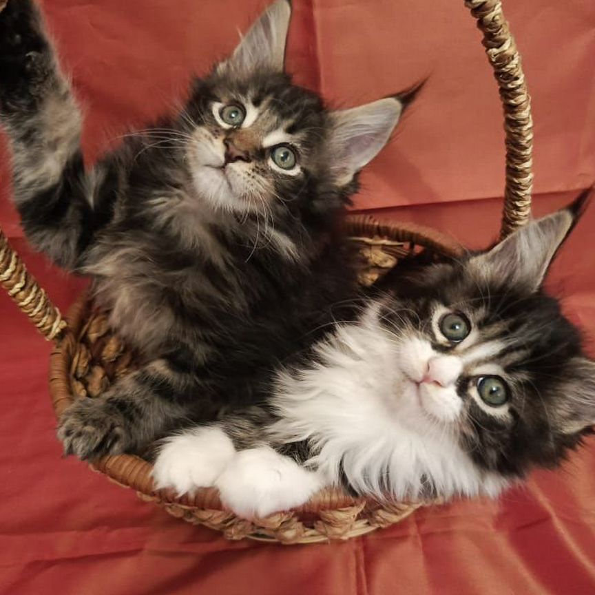 Мейн-кун котёнок