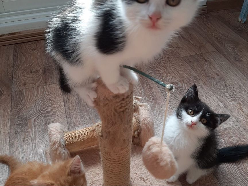 Котята 2 месячные