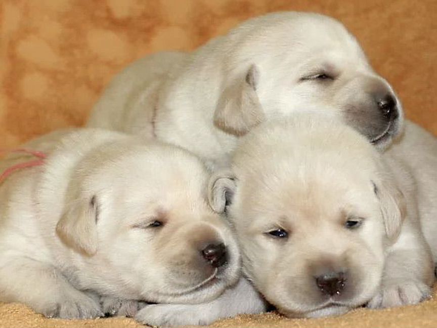 Белоснежные щенки лабрадора РКФ