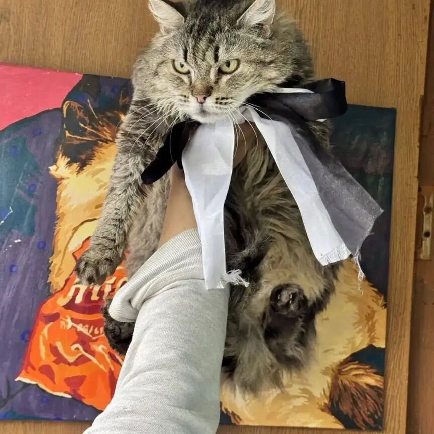 Взрослая, кошка в добрые руки