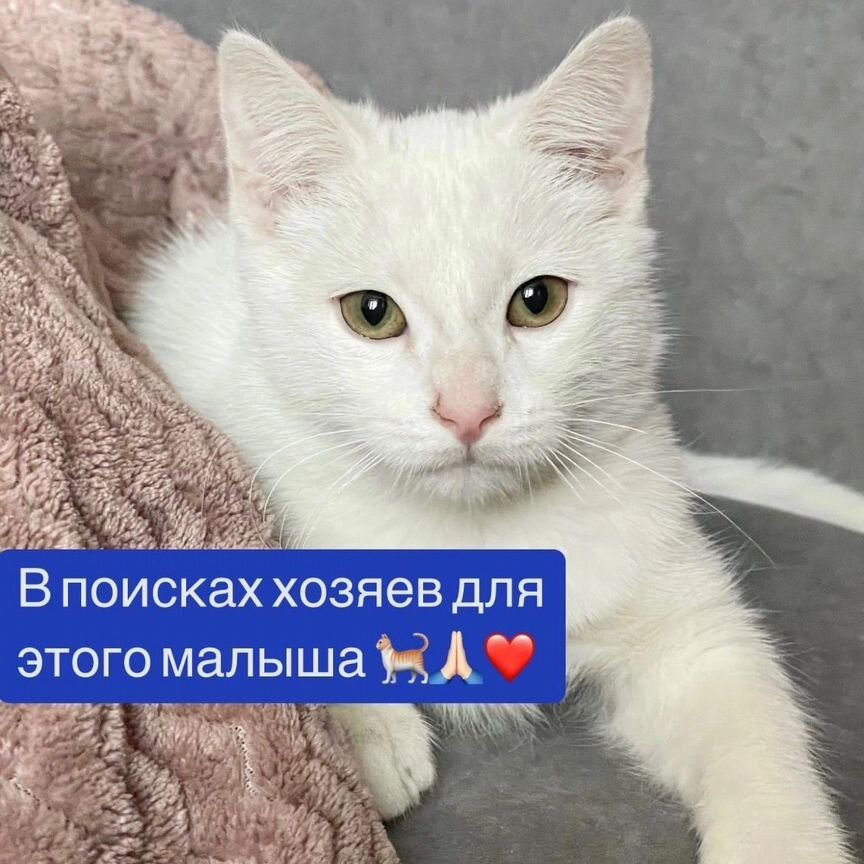 Котенок в добрые руки, котята ищут дом