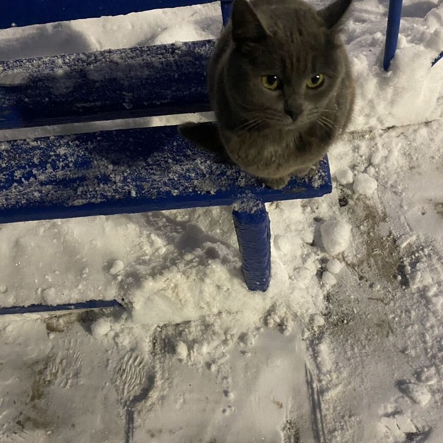 Кошки в добрые руки