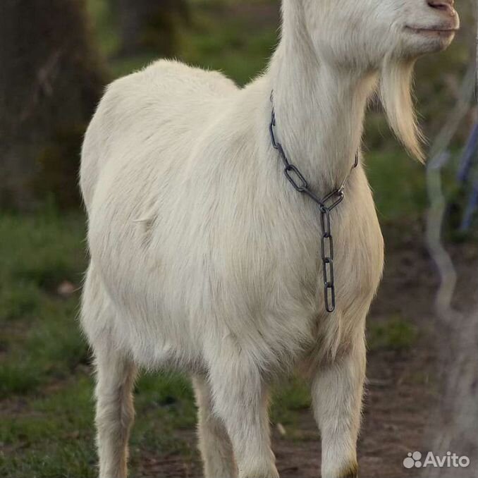 Коза дойная молочная