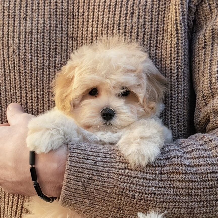 Мальтипу девочка