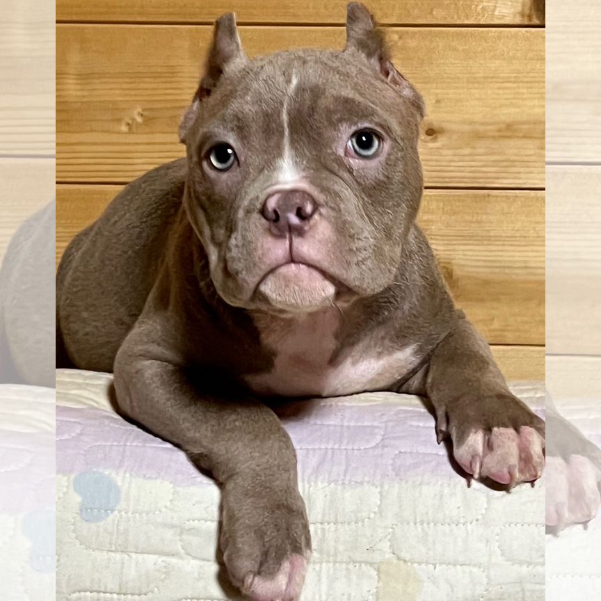 Американский булли, щенок