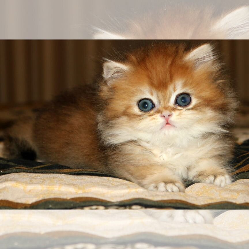 Котятки золотые британские длинношёрстные шиншилы
