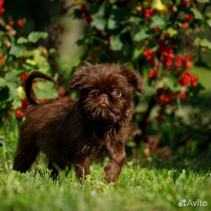 Шоколадная гриффон девочка