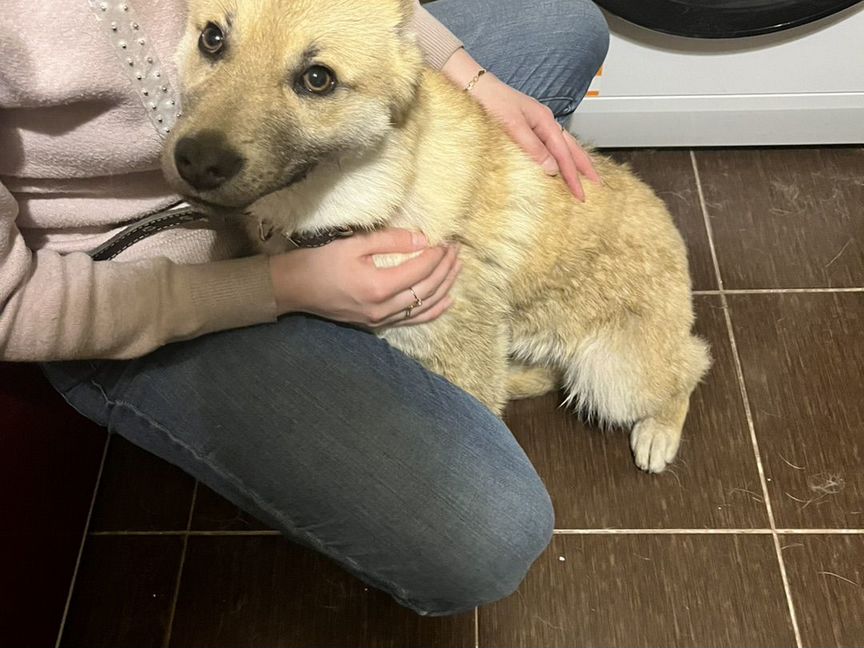 Собака в добрые руки отдам бесплатно