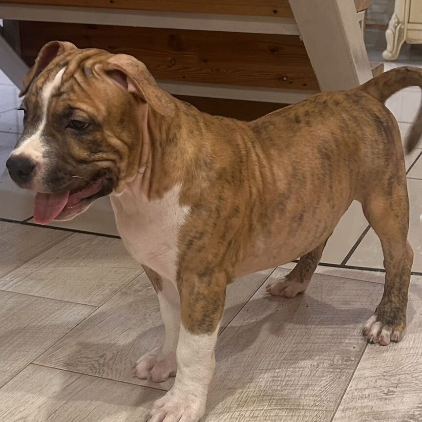 Американский стаффордширский терьер, щенок