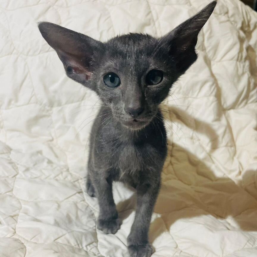 Ориентальные котята