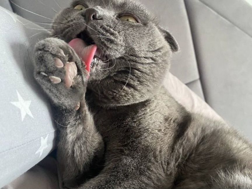 Отдам кота в добрые руки