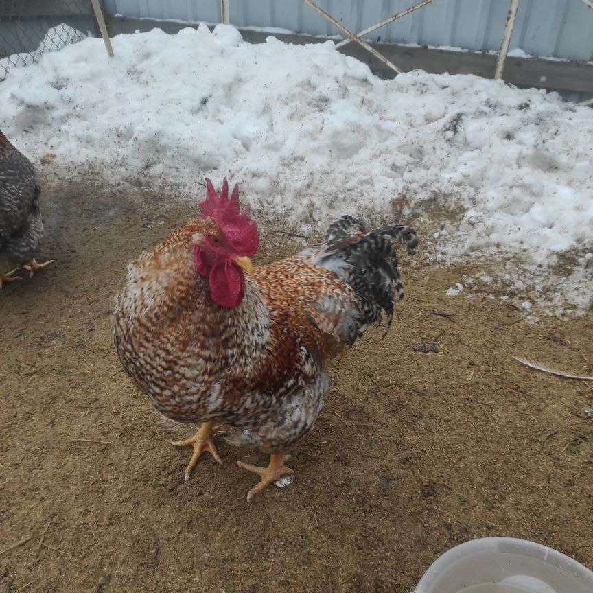 Продаю петуха,породы "Билефельдер"