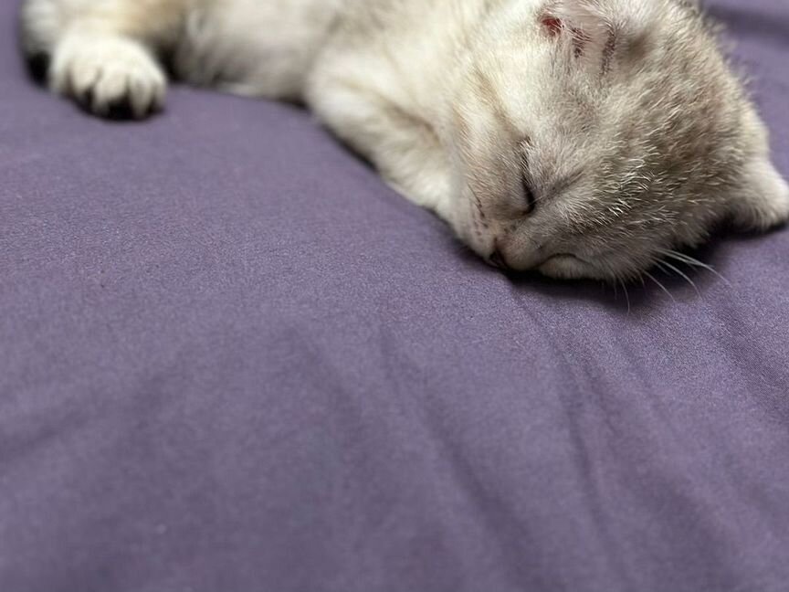 Шотландский вислоухий котенок 1,5 мес