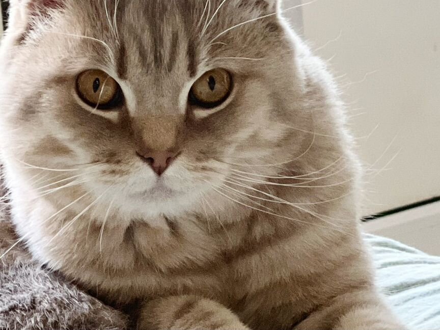 Шотландский кот на вязку