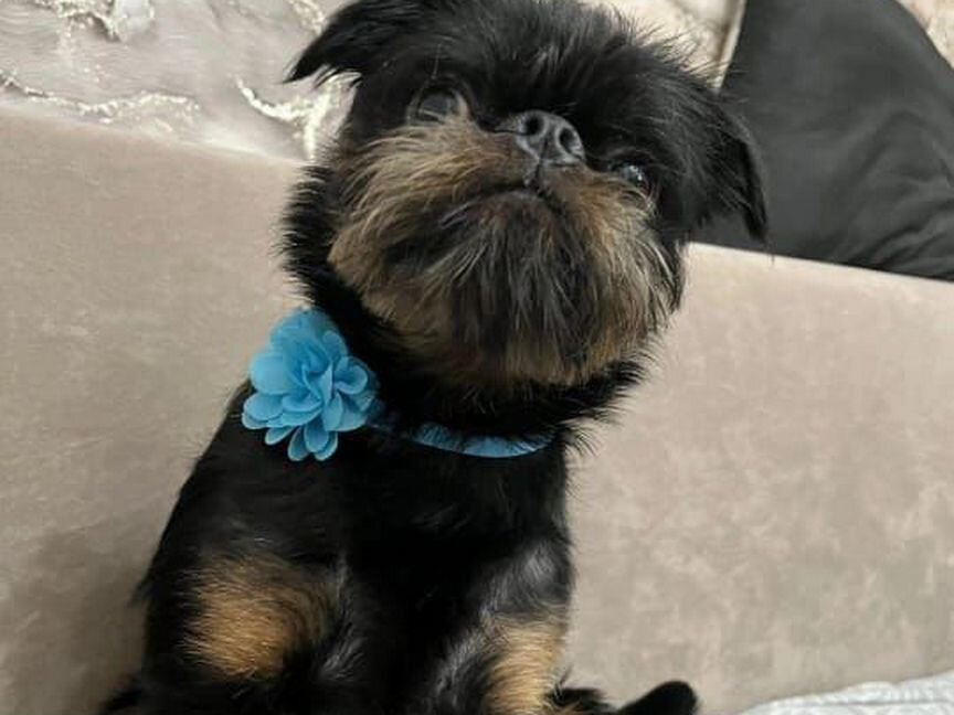 Бельгийский гриффон вязка