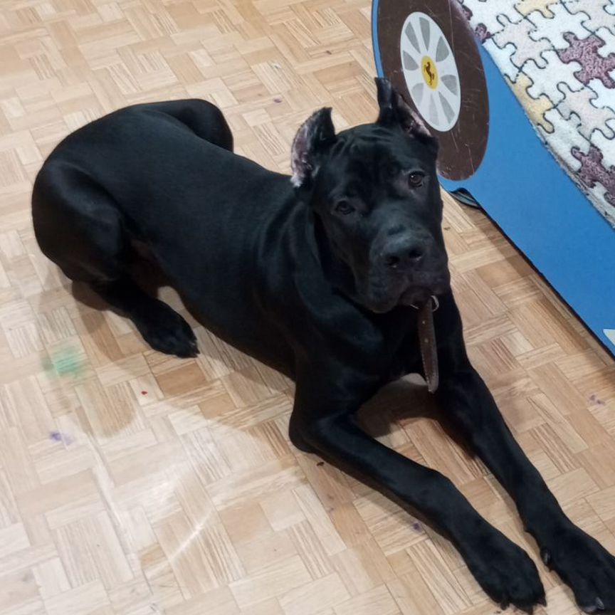 Кане-корсо, щенок