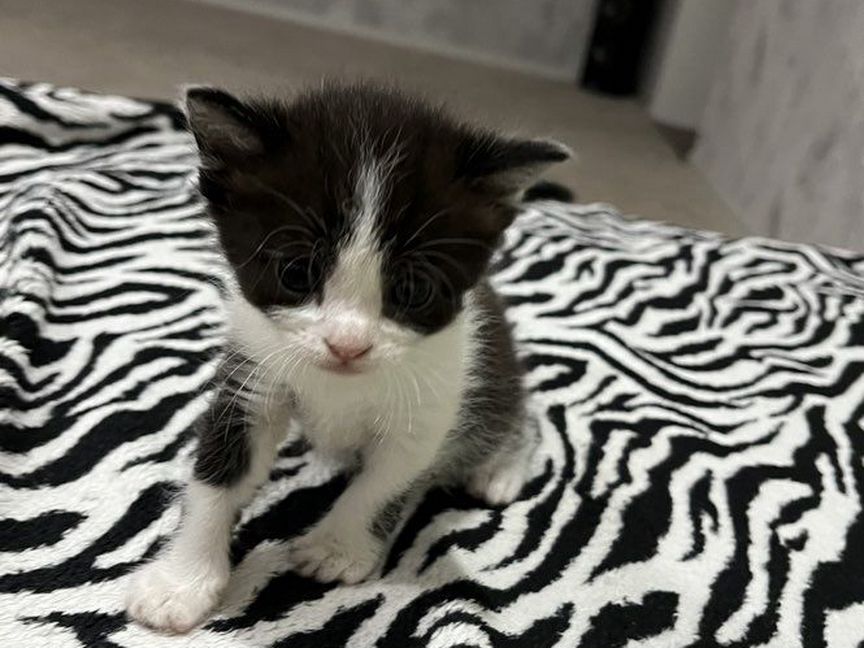 Котята браш