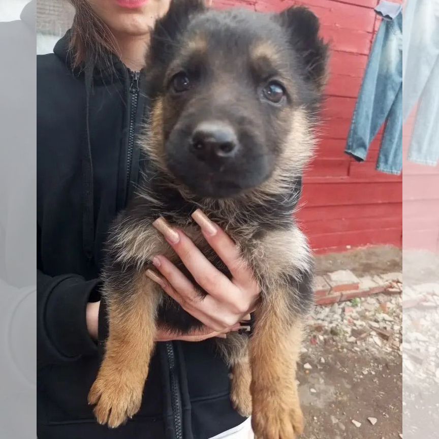 Немецкая овчарка, щенок