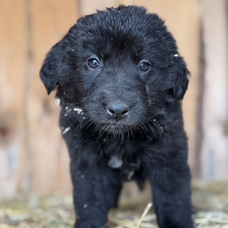 Щенки в добрые руки