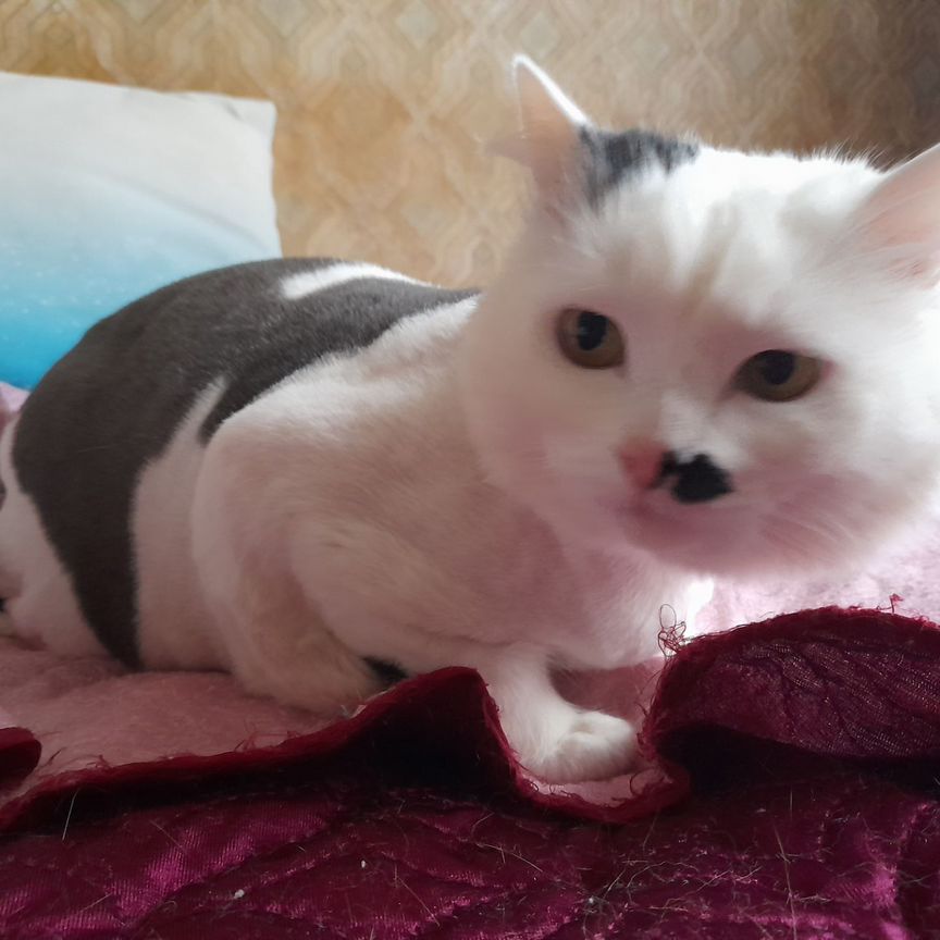 Отдается кот