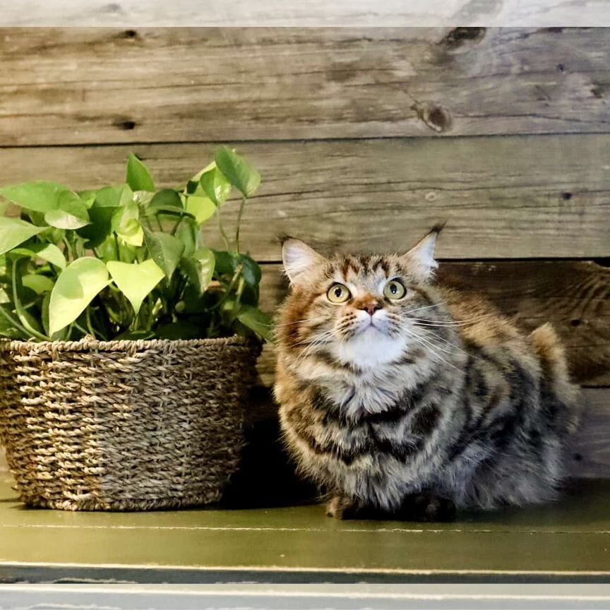 Кошечка помесь мейн куна