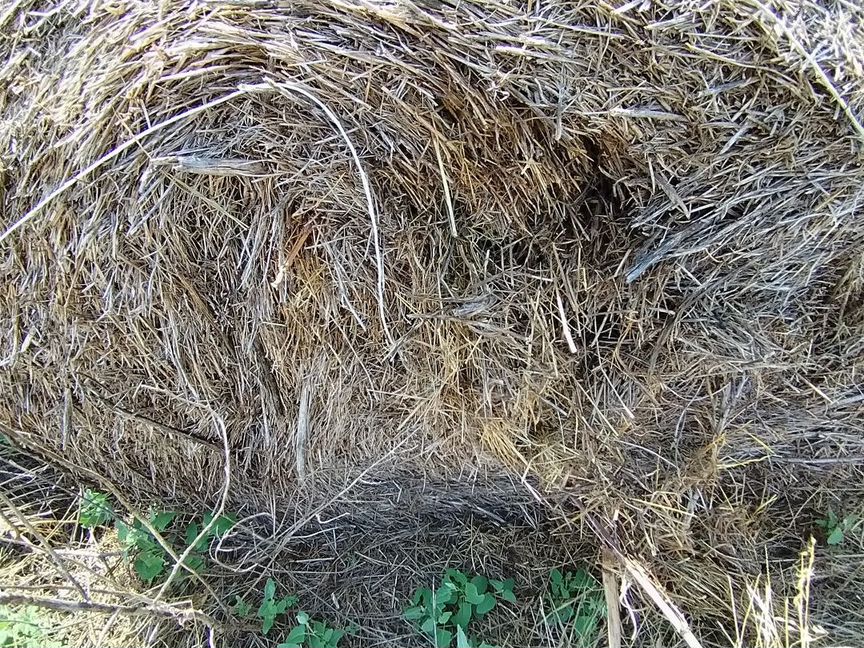 Продам сено в рулонах