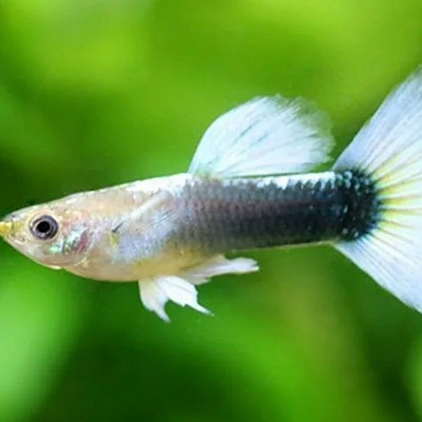 Канадские гуппи