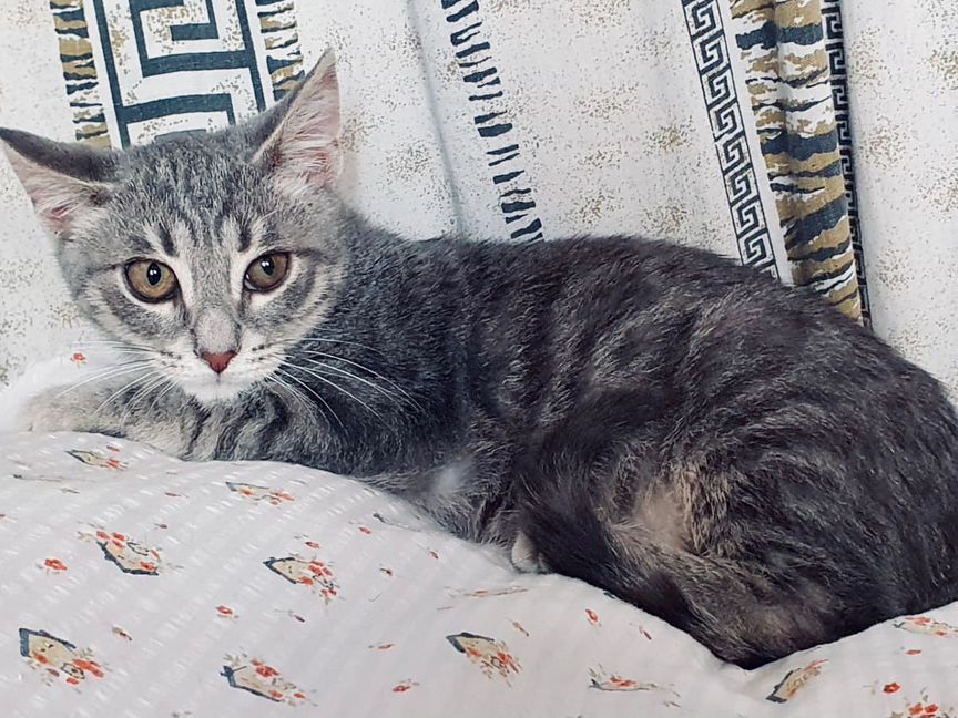 Котенок, 4 месяца