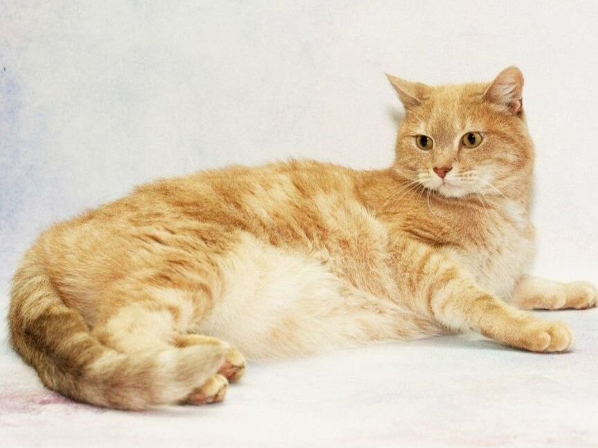 Ласковый котик в добрые руки