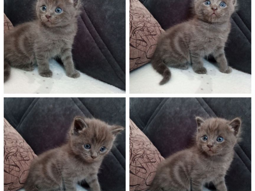Шотландские вислоухие котята